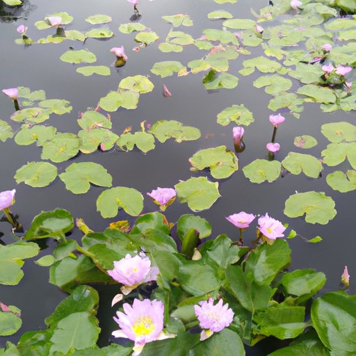 How Much Does a Lotus Cost? | Overview of Prices, Factors & Financing ...