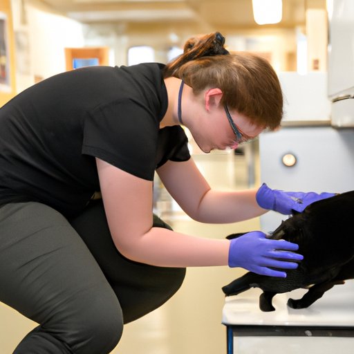 How Much Schooling Is Required To Become A Vet Tech The Enlightened How Much Schooling Is Required To Become A Vet Tech The Enlightened