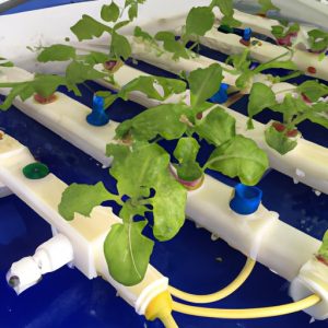 Do Different Types of Water Affect Plant Growth Science Project: An In ...