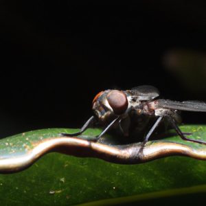 Do Flies Sleep? Exploring the Sleep Habits of These Fascinating Insects ...