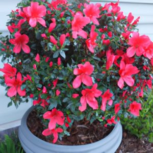 How Big Do Azaleas Get? A Guide To Understanding Azalea Sizes and ...