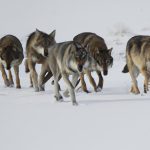 Exploring Wolf Pack Dynamics: How Wolves Travel in Packs - The ...