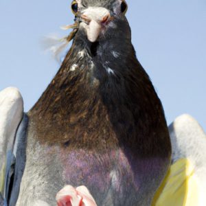 How Does a Carrier Pigeon Work? A Comprehensive Guide - The Enlightened ...