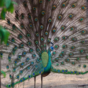 Exploring How Does Peacock Work: Anatomy, Feathers, Mating Habits ...