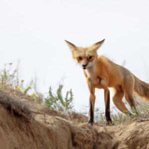 How Far Do Foxes Travel From Their Den? Investigating the Range of Fox ...