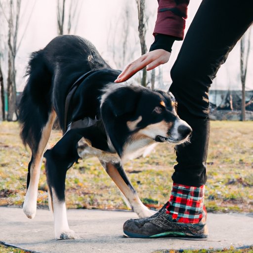 Building Confidence in Dogs: Positive Reinforcement Training ...