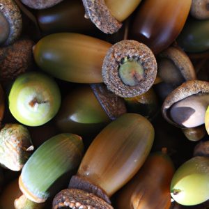 How to Eat Acorns: A Comprehensive Guide - The Enlightened Mindset