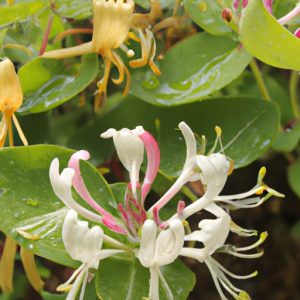 How to Eat Honeysuckle: Exploring Its Benefits and Recipes - The ...