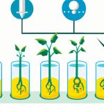 What is Plant Science: An In-Depth Look at the Growing Field - The ...