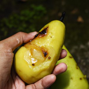 Do Not Eat the Bruises: How Properly Handling and Using Produce Can ...
